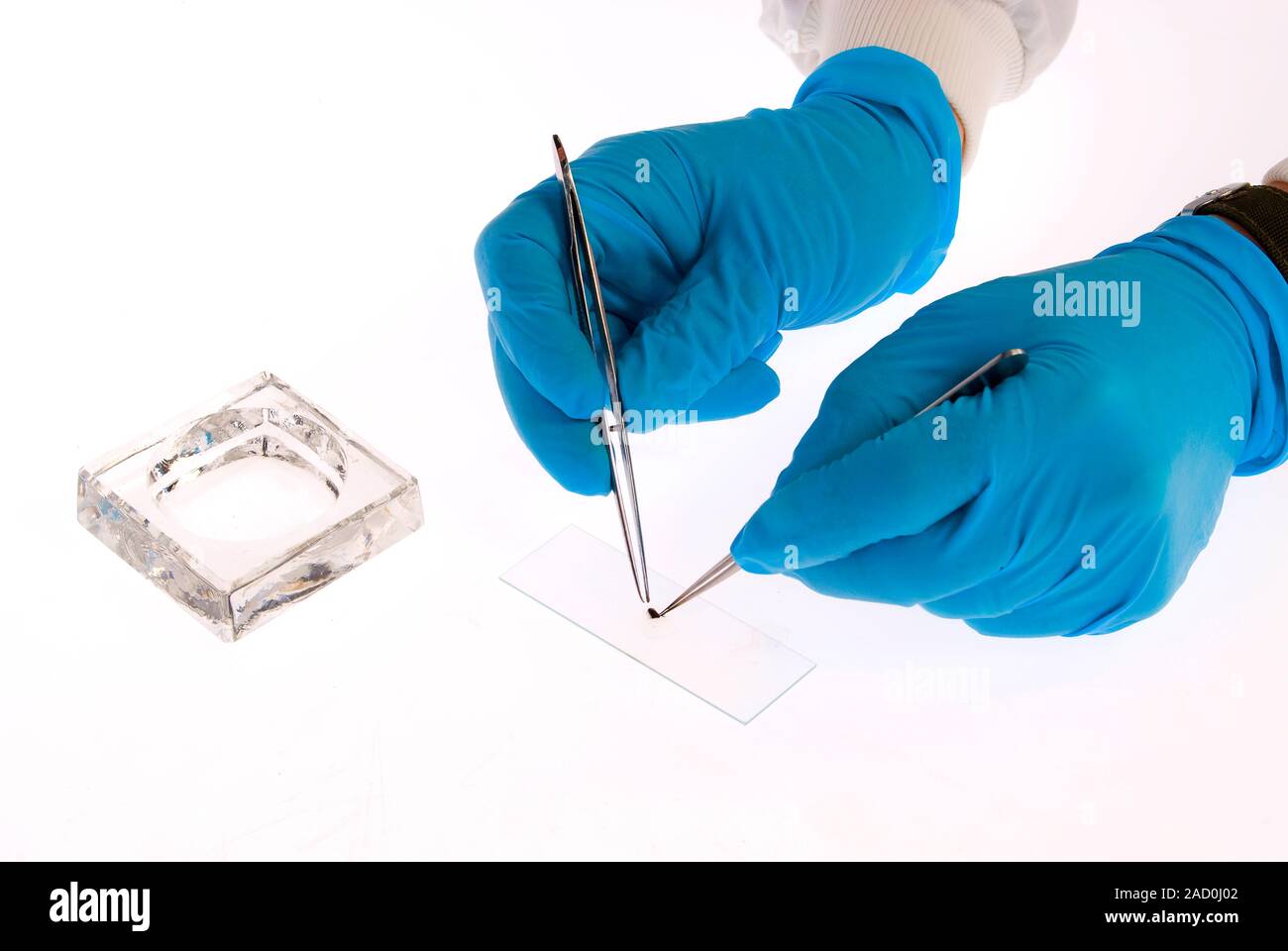 Specimen analysis. Placing a specimen onto a slide mounted onto a ...