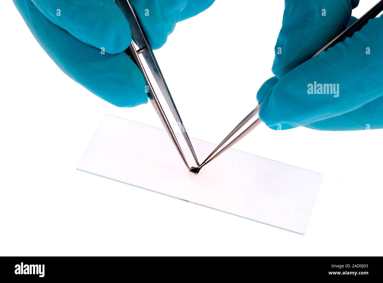 Specimen analysis. Placing a specimen onto a slide mounted onto a ...