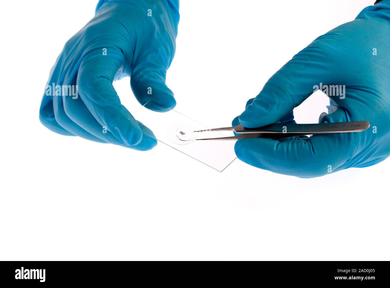 Specimen analysis. Placing a specimen onto a slide mounted onto a ...