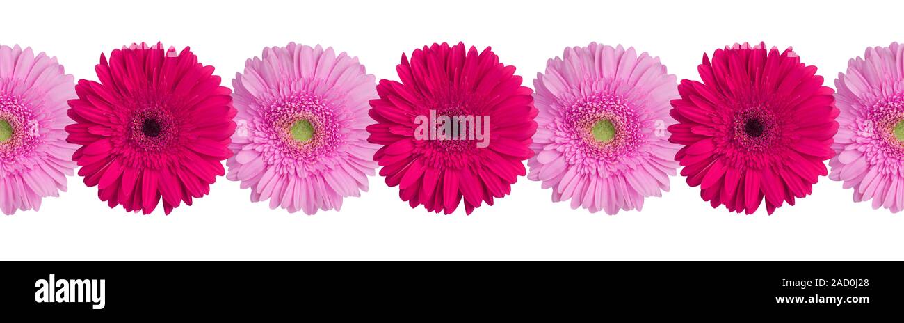 Colorful Daisy Border