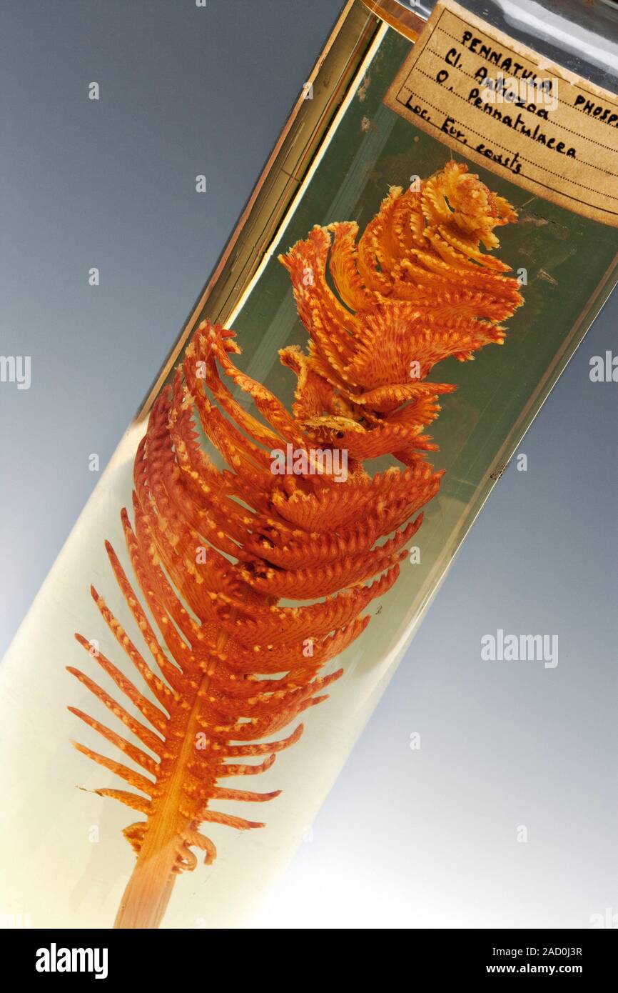 Sea Pen Anatomy