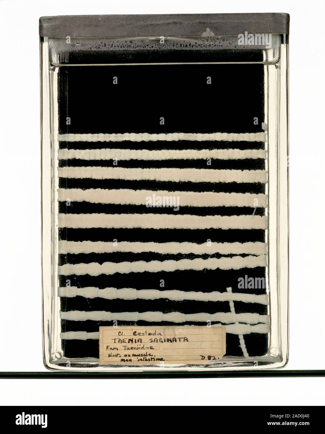 Beef tapeworm. Preserved specimen of a beef tapeworm (Taenia saginata ...