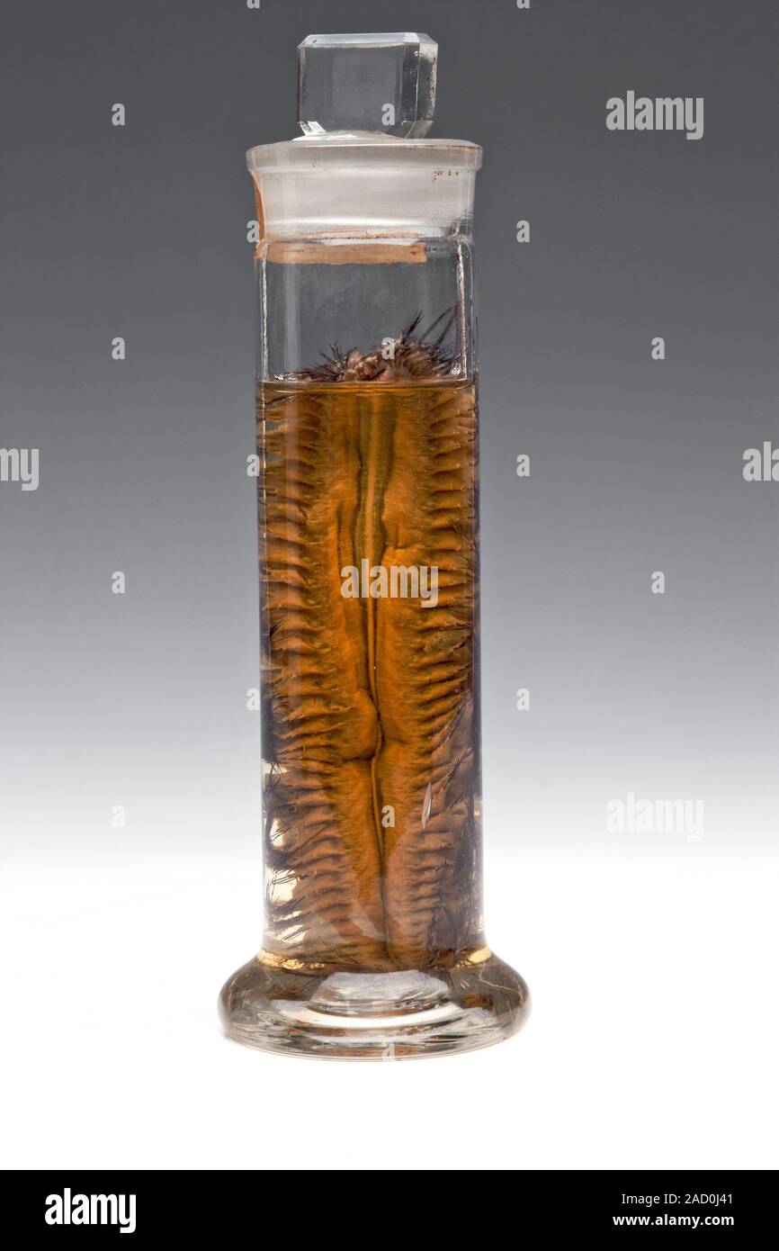 Scale worm. Preserved specimen of a scale worm (Laetmonice producta), a ...