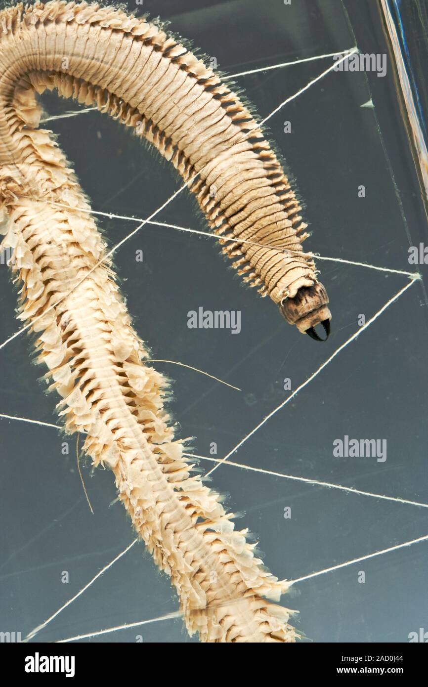 Ragworm. Preserved specimen of a ragworm (Nereis virens). Ragworms are ...