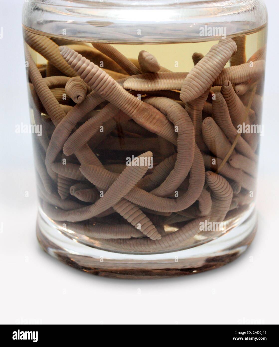 Worms. A jar of preserved worm specimens of the class Clitellata. These ...