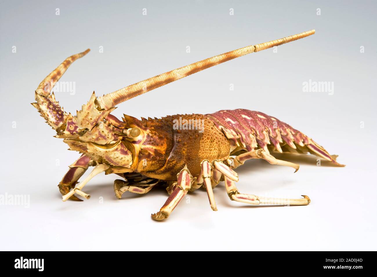 Crustacean. Dried specimen of a member of the group Astacidea, which ...