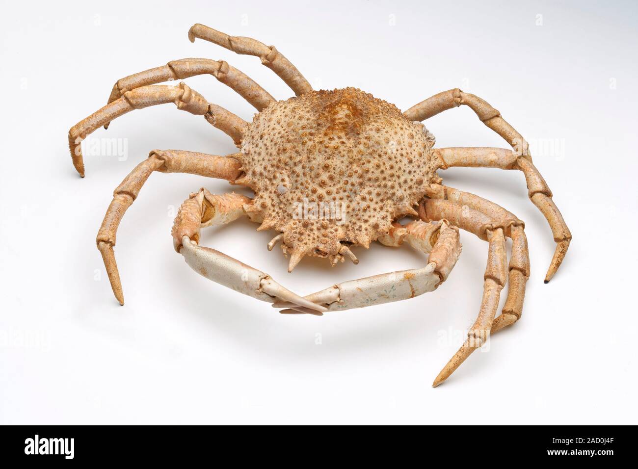 Crab. Preserved specimen of a crab exoskeleton. Crabs have an ...