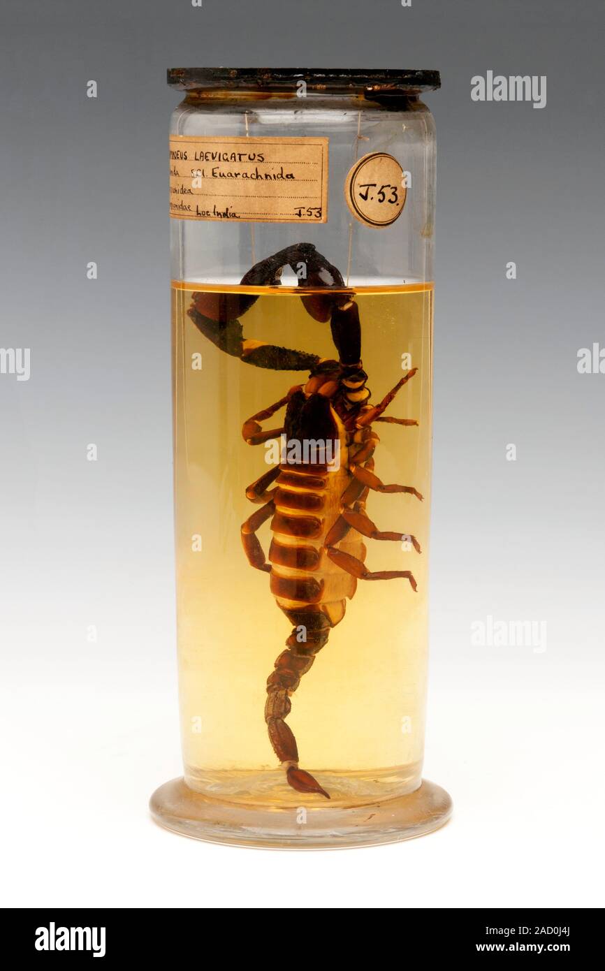 Scorpion. Preserved specimen of a Malaysian forest scorpion, also known ...