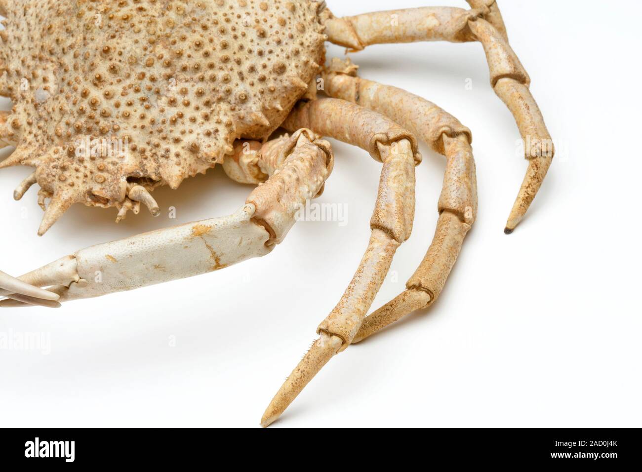 Crab. Preserved specimen of a crab exoskeleton. Crabs have an ...
