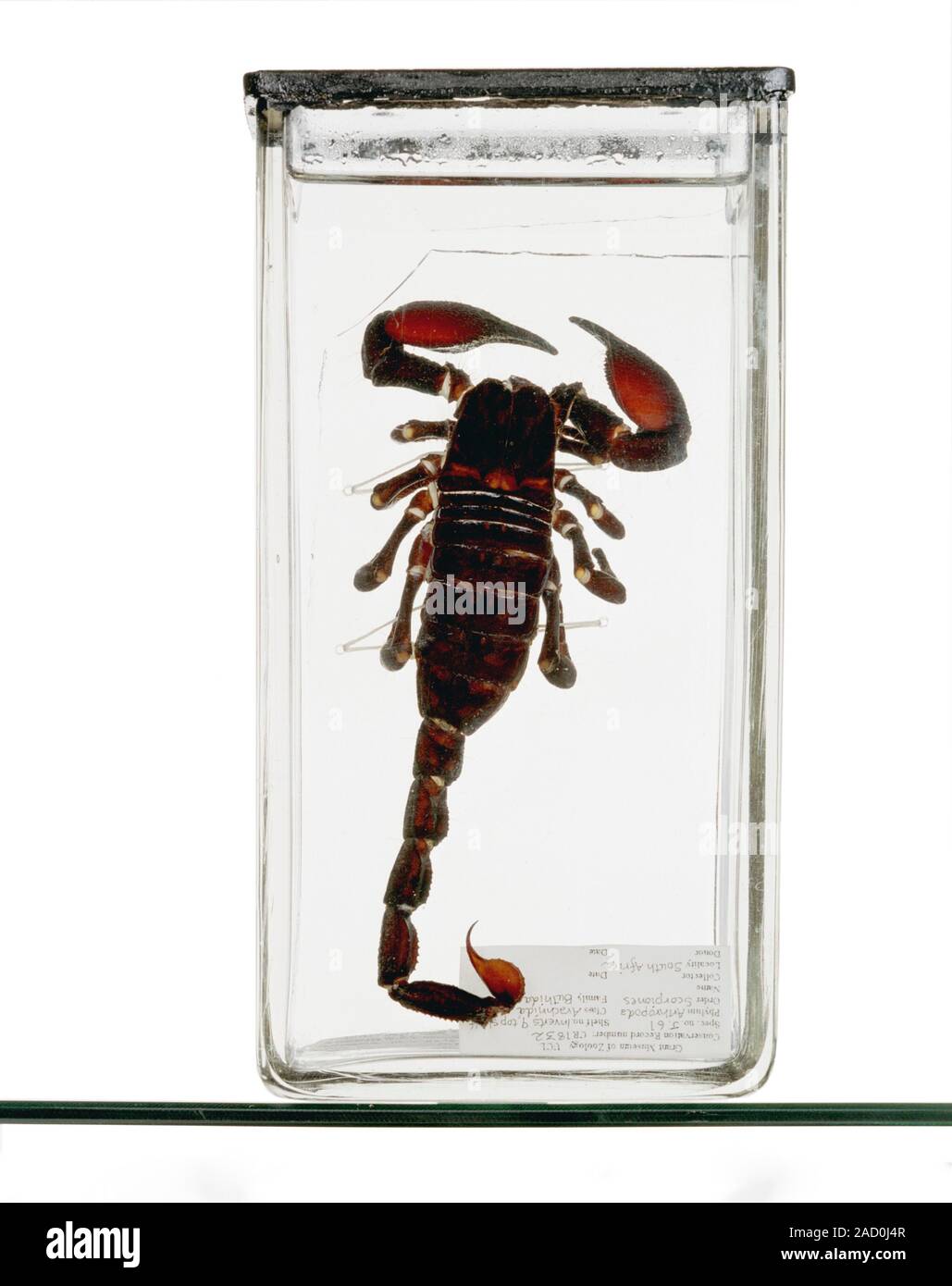 Emperor scorpion. Preserved specimen of an emperor scorpion (Pandinus ...