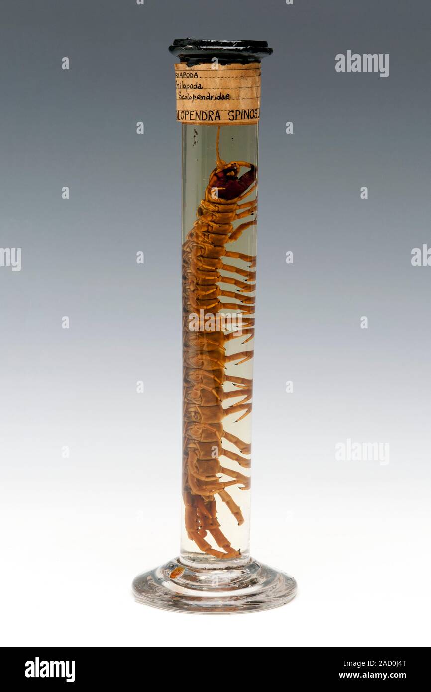 Centipede. Preserved specimen of the centipede Scolopendra spinosum ...