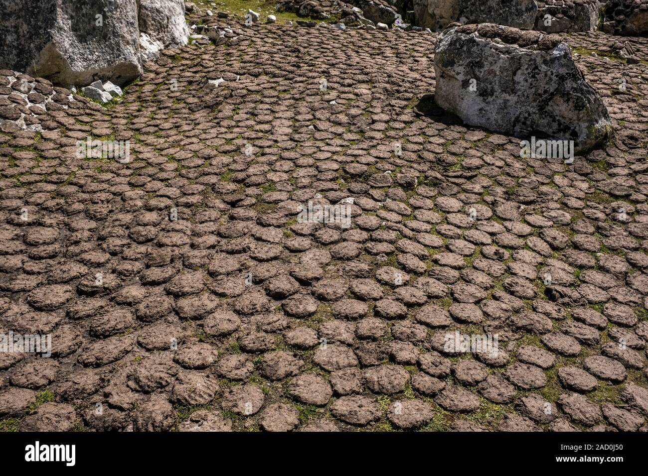 Yak dung is collected, formed like pancakes dried in the sun and used ...