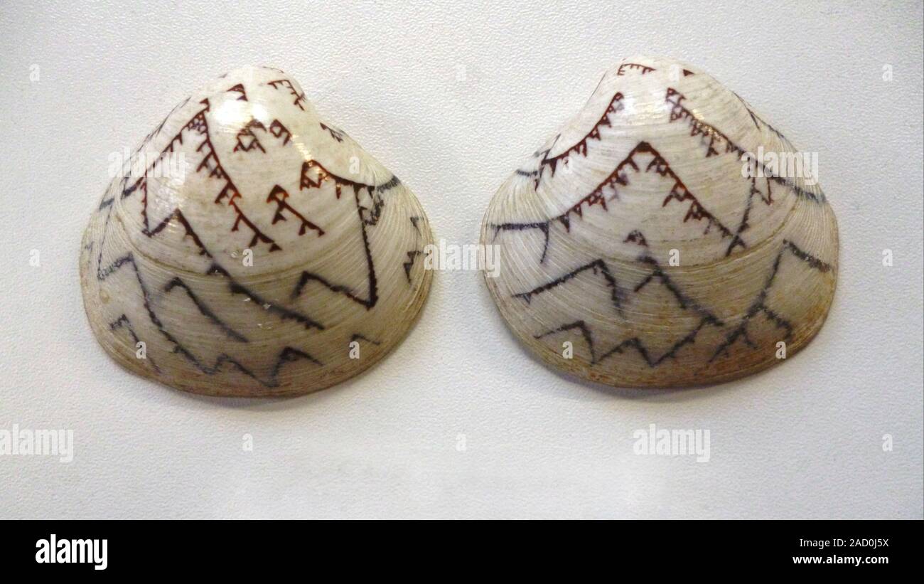 Zigzag venus clam shell. Shell of a zigzag venus clam (Lioconcha ...