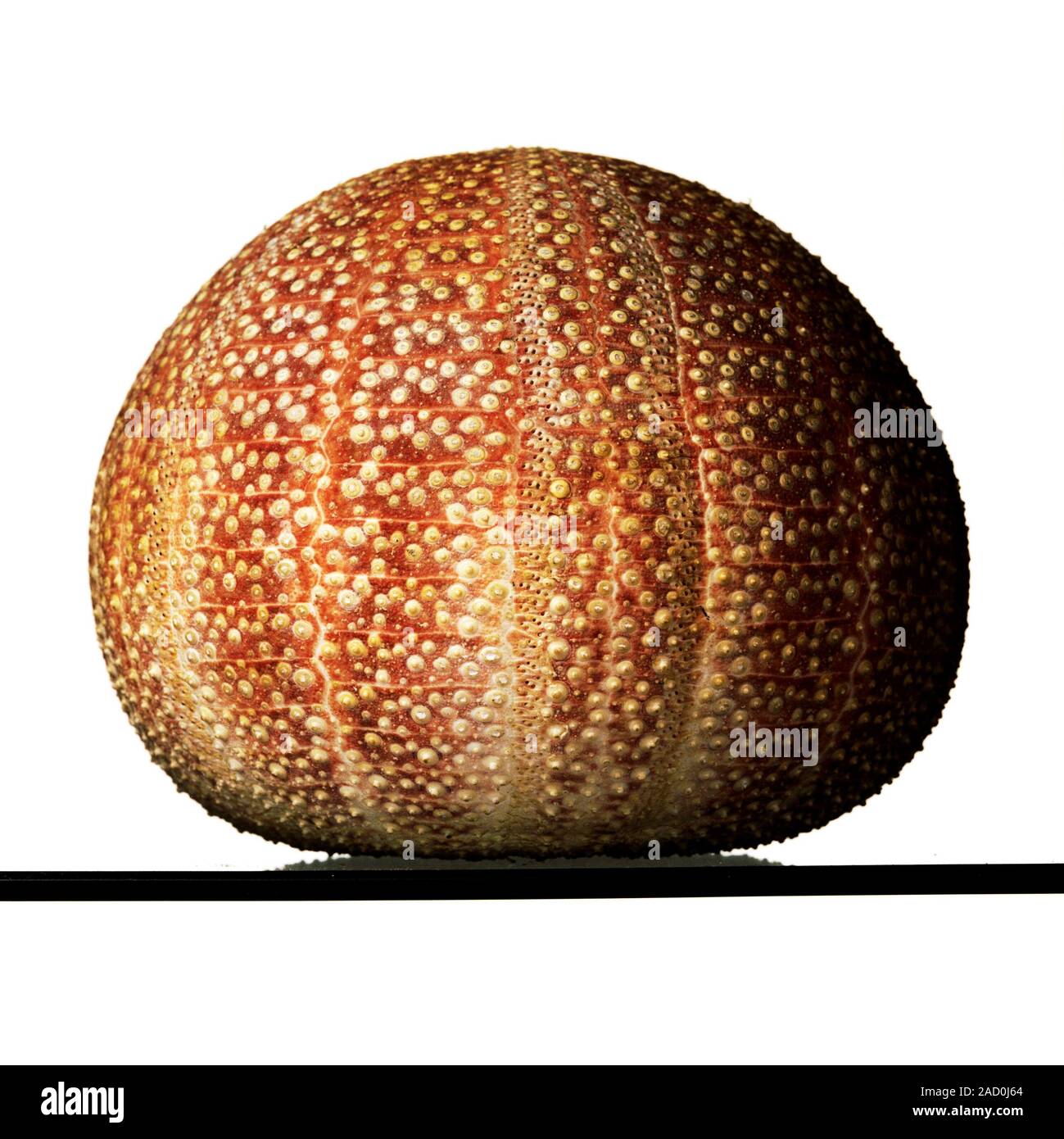 Edible sea urchin. Dried specimen of the edible sea urchin (Echinus ...