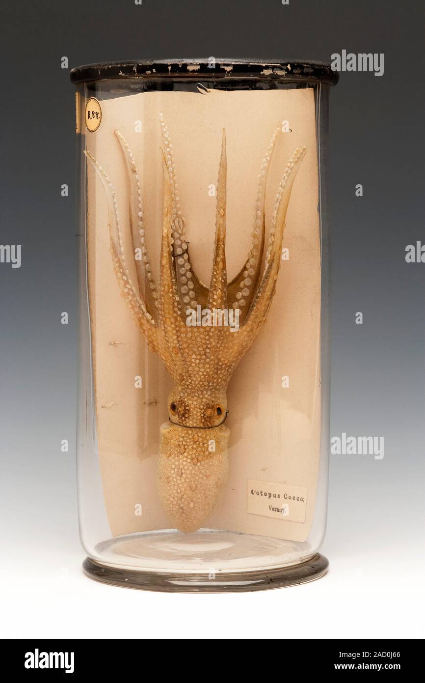 Atlantic warty octopus. Glass model of an Atlantic warty octopus or ...