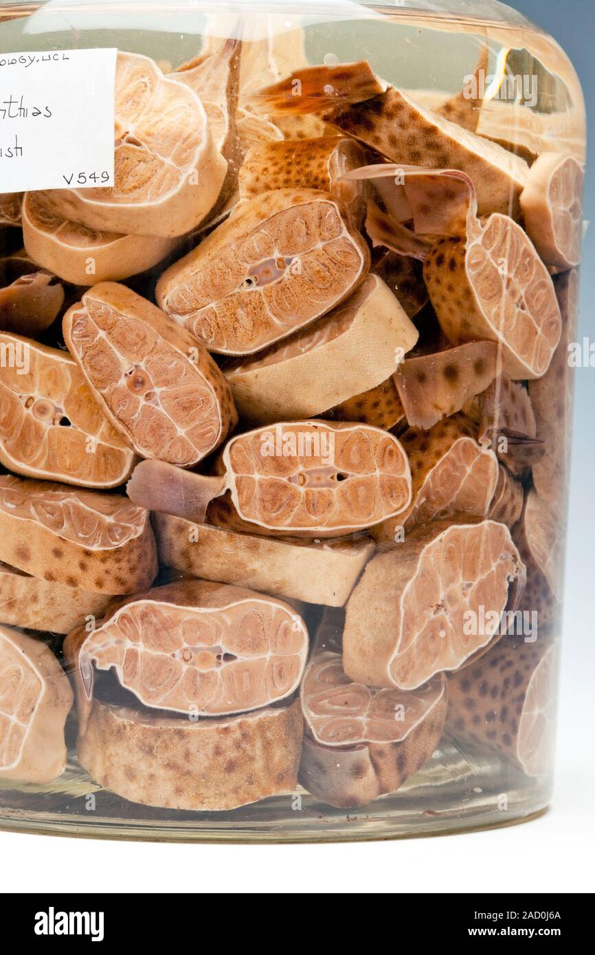 Spiny dogfish sections. Preserved sections of spiny dogfish (Squalus ...