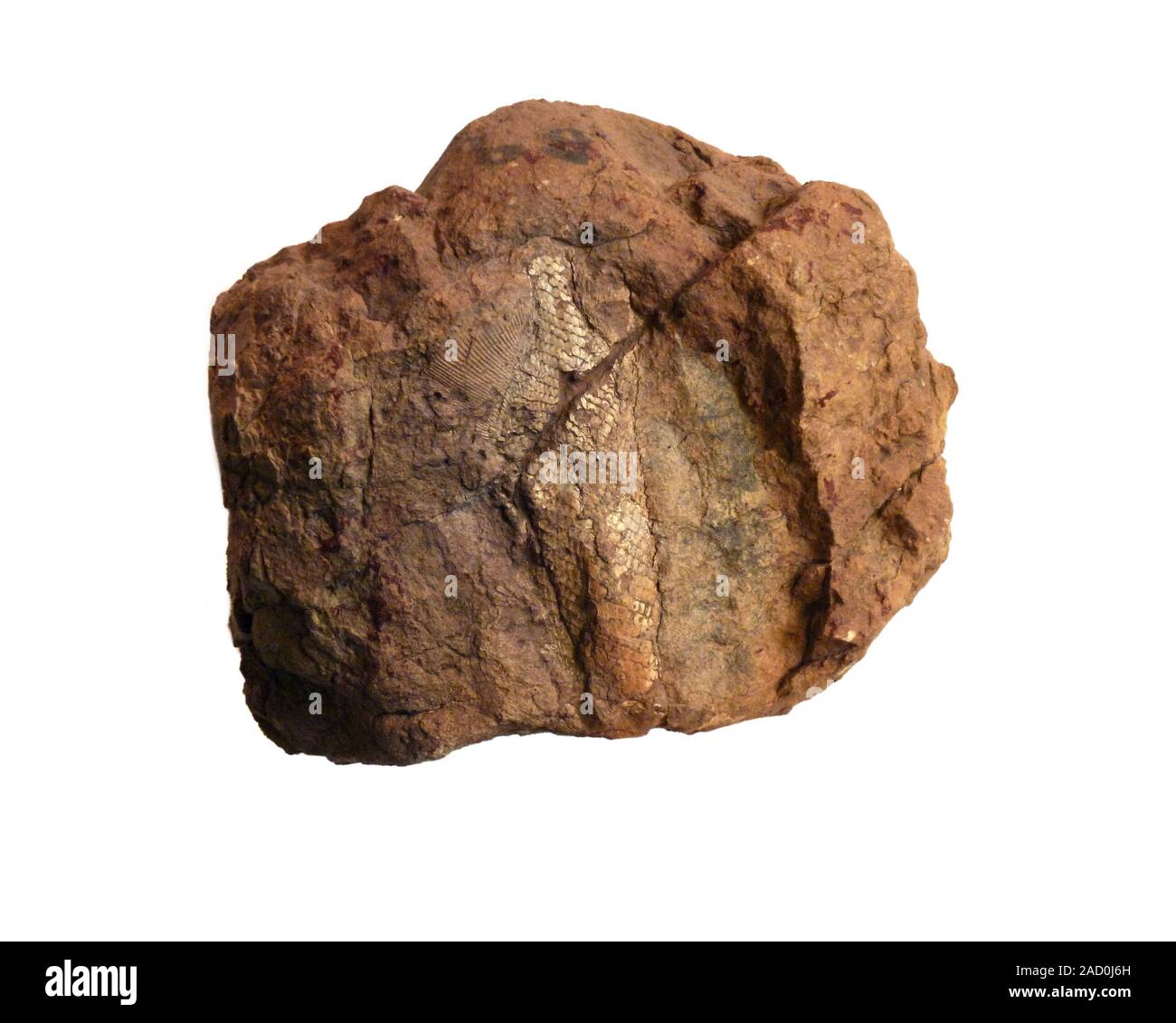 Fossil fish (Endemichthys likhoeli). This is a species of ...