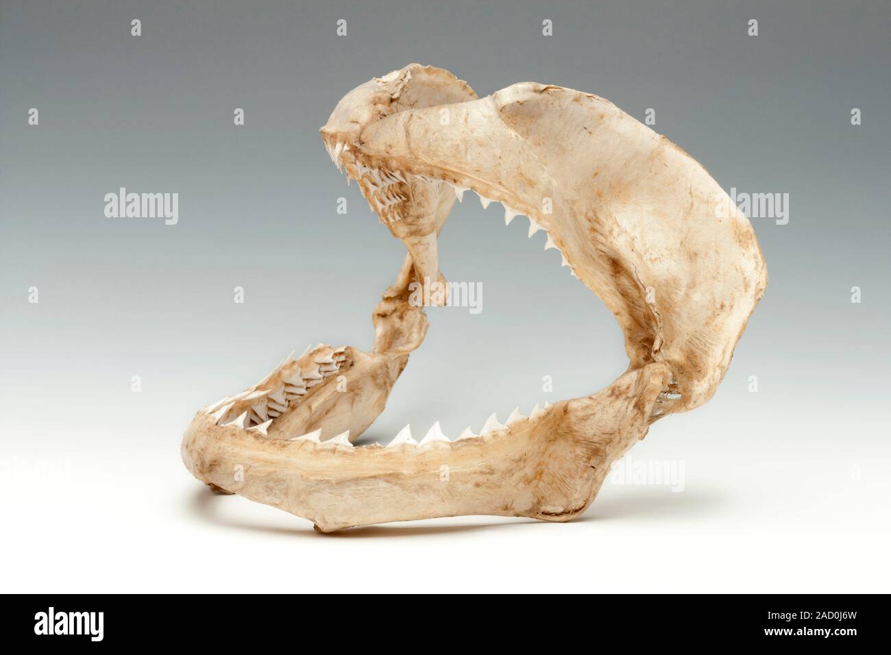 Bull shark jaws. Jawbones and teeth of the bull shark (Carcharhinus ...