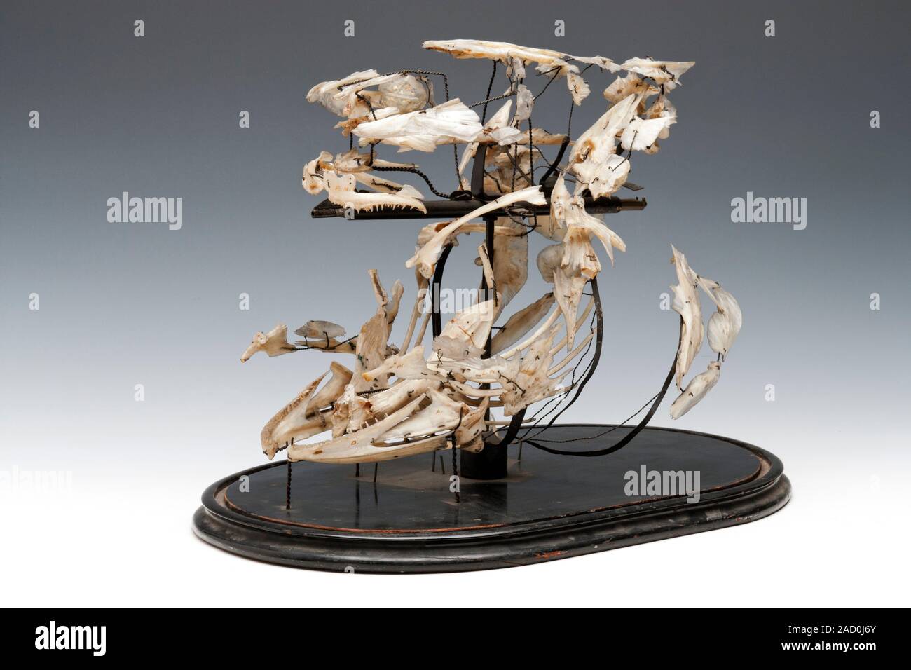 Exploded skull of the cod (Gadus morhua), a bony fish, showing all the ...