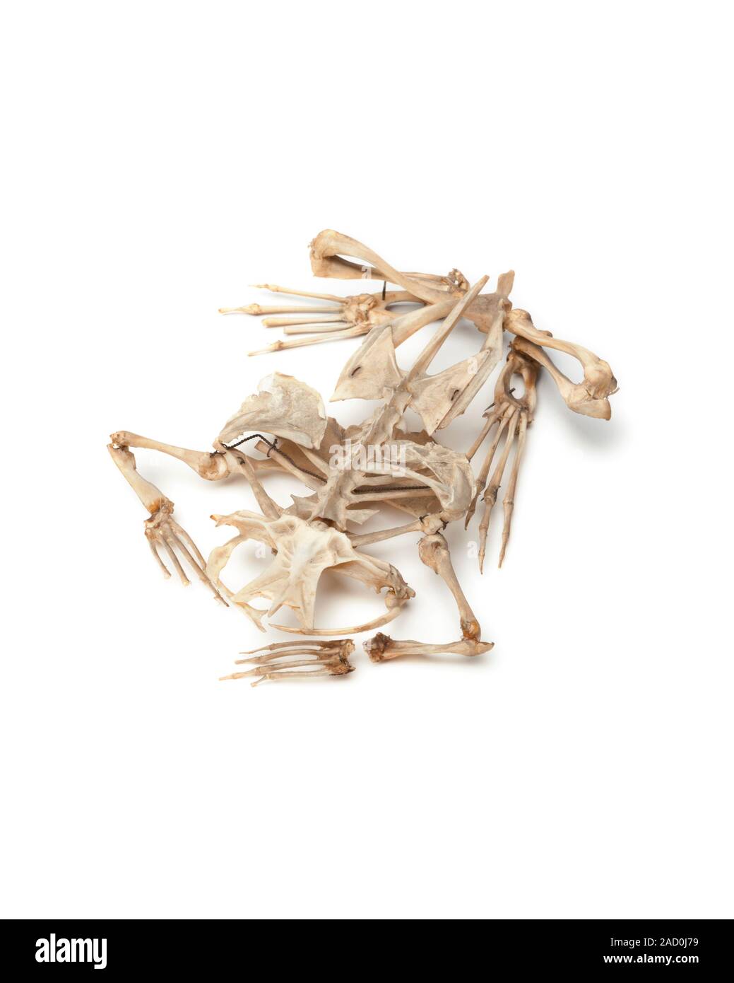 Toad skeleton. The skeleton of a common Suriname toad (Pipa pipa), also ...
