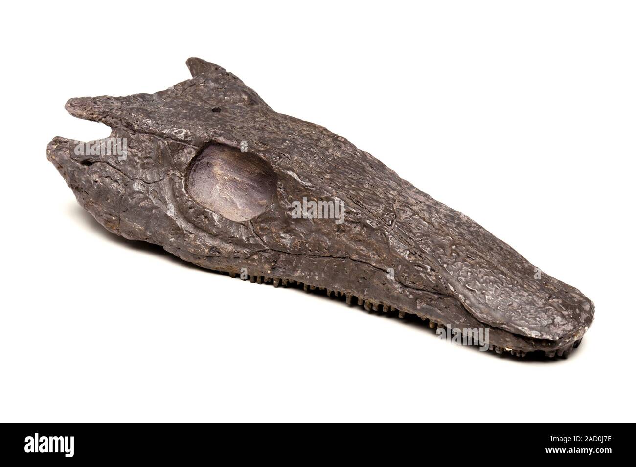 Archeria fossil cast. Cast of the fossil skull and upper jaw of the eel ...