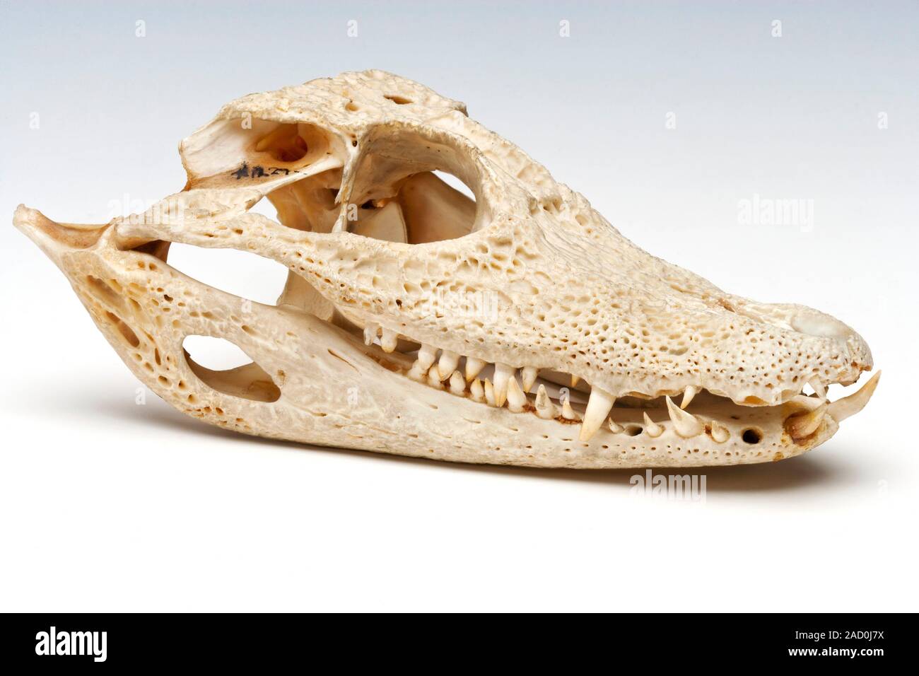 Caiman skull. Skull of a caiman (Caiman schlerops) a small crocadillian ...