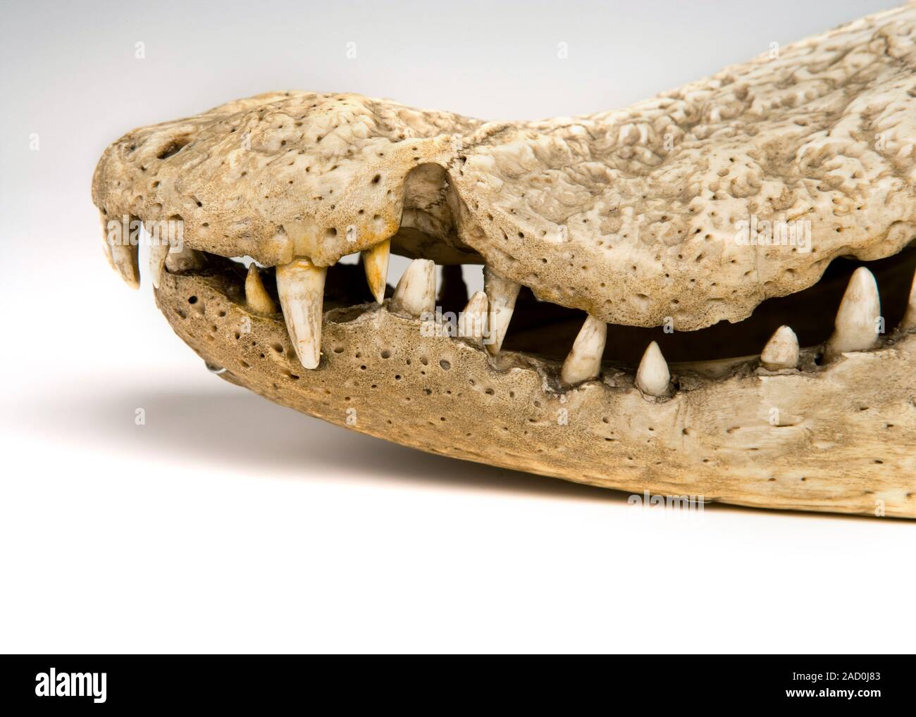 Saltwater crocodile (Crocodylus porosus) jaws and teeth Stock Photo - Alamy