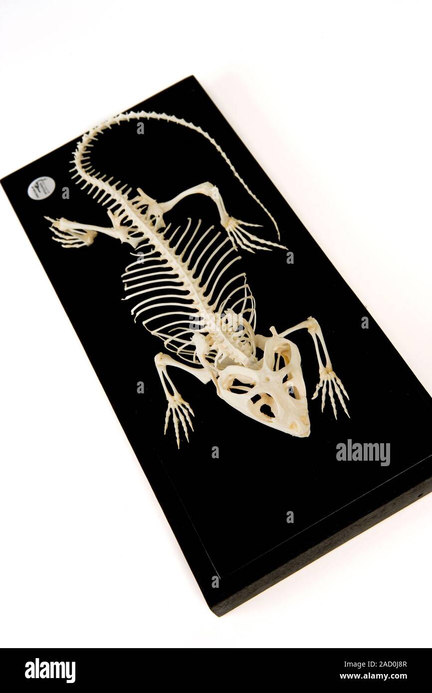 Bearded dragon skeleton. Skeleton of a bearded dragon (Pogona sp.). The ...
