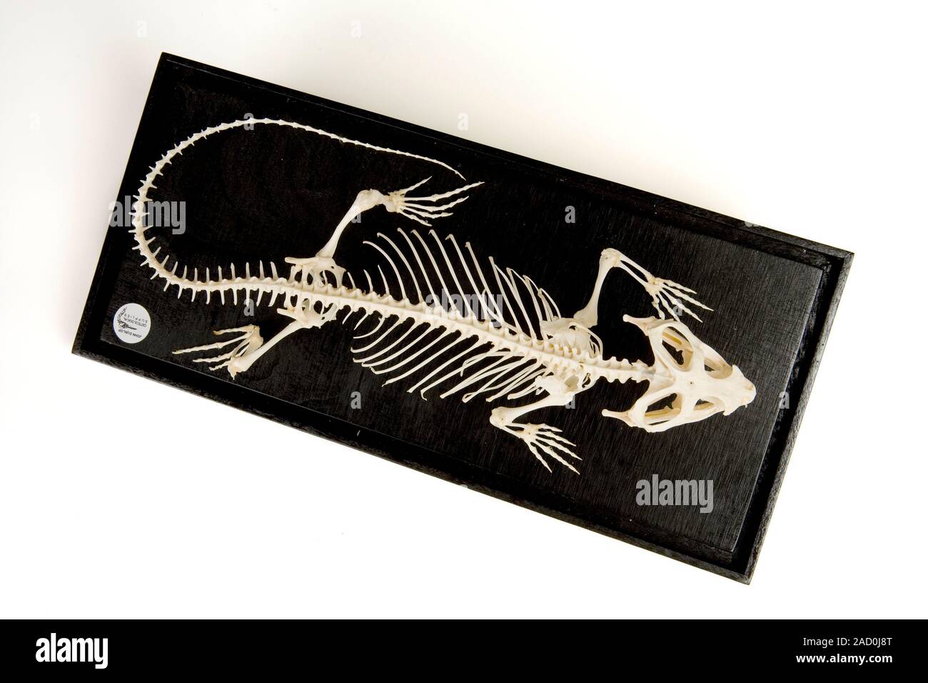 Bearded dragon skeleton. Skeleton of a bearded dragon (Pogona sp.). The ...