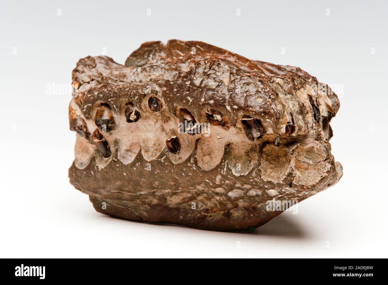 Plesiosaur fossil. Fossil fragment of the anterior skull and mandible ...