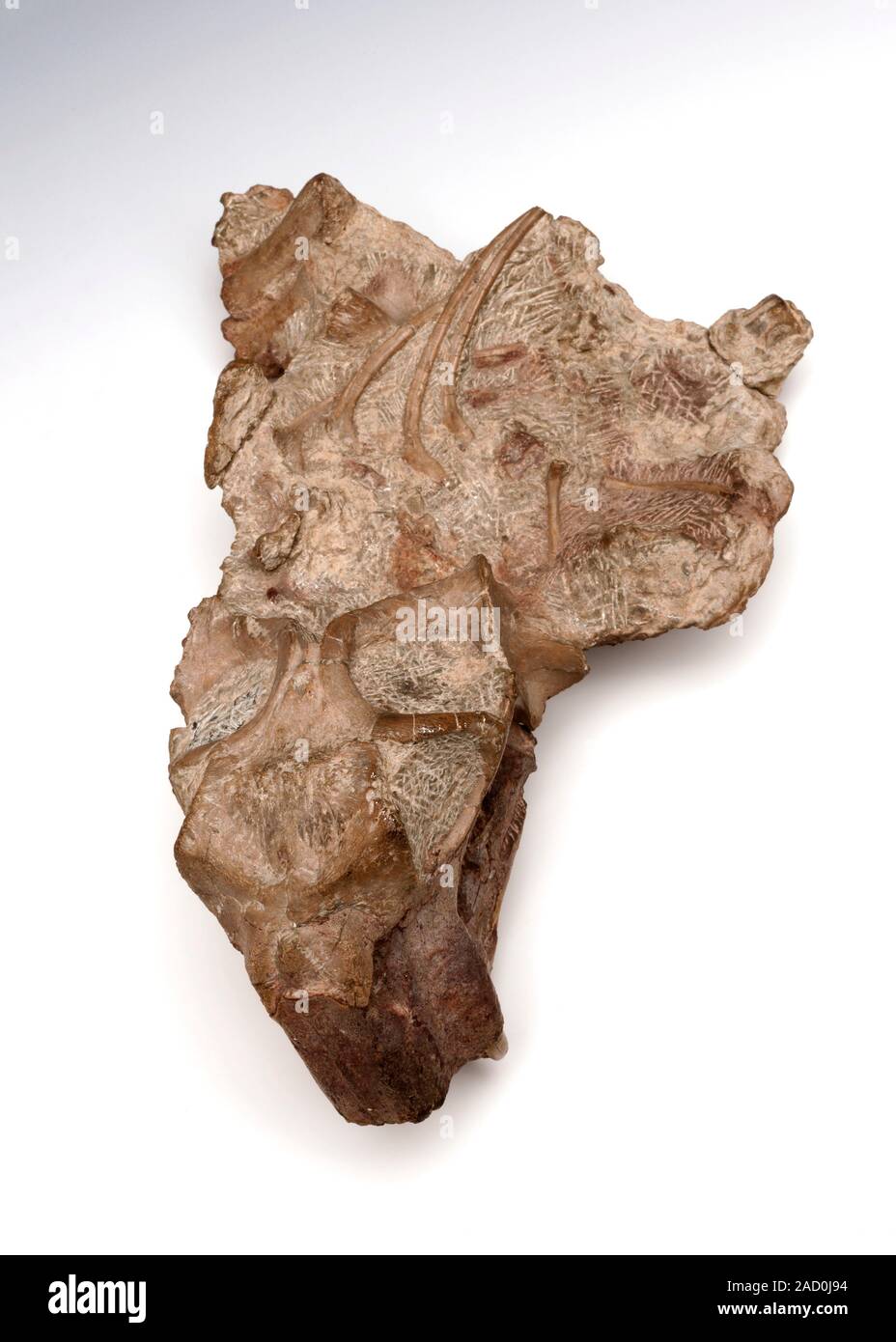 Lystrosaurus fossil. Lystrosaurus was a heavily built, herbivorous ...