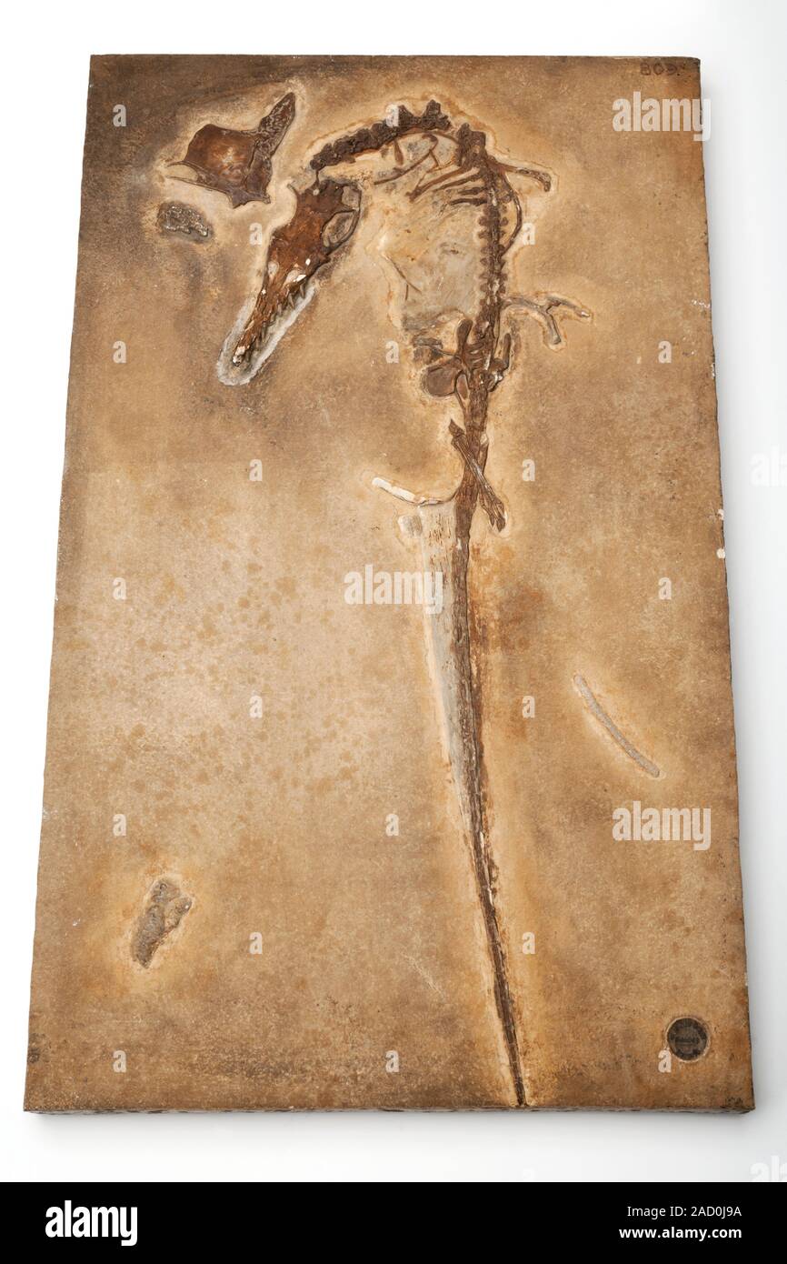 Pterosaur fossil. Fossil of a pterosaur (Rhamphorhynchus muensteri), an ...