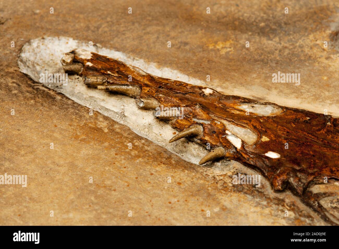 Pterosaur fossil. Fossilised jaws and teeth of a pterosaur ...