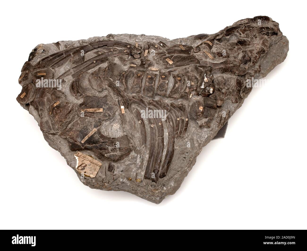 Ichthyosaur fossil. Fossilised right forelimb, vertebrae, ribs and ...