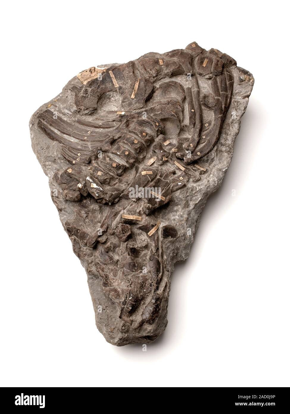 Ichthyosaur fossil. Fossilised right forelimb, vertebrae, ribs and ...