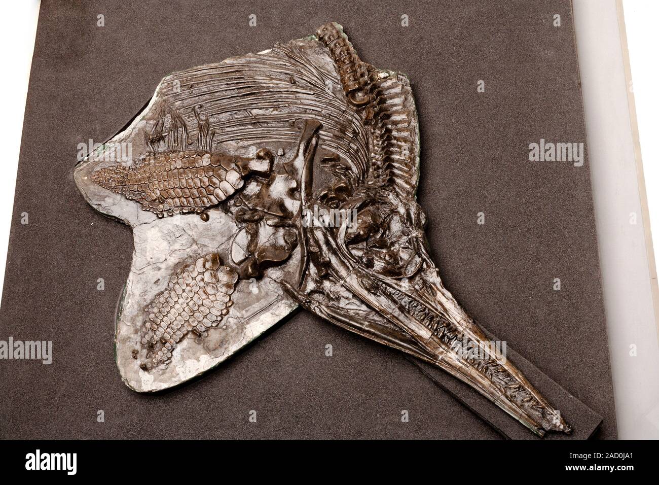 Ichthyosaur fossil. Fossil of an ichthyosaur (Ichthyosaurus communis), comprising the front half ...