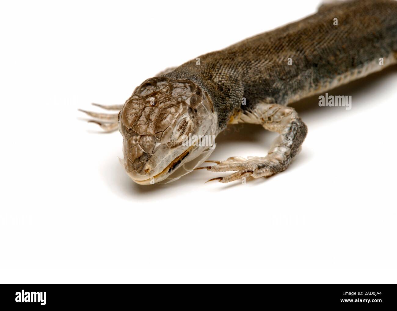 Lizard, dried specimen Stock Photo - Alamy