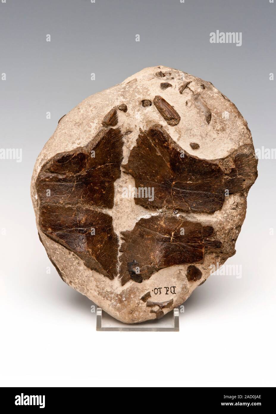 Turtle shell fossil. Fossilised shell of a marine turtle (Chelonia ...