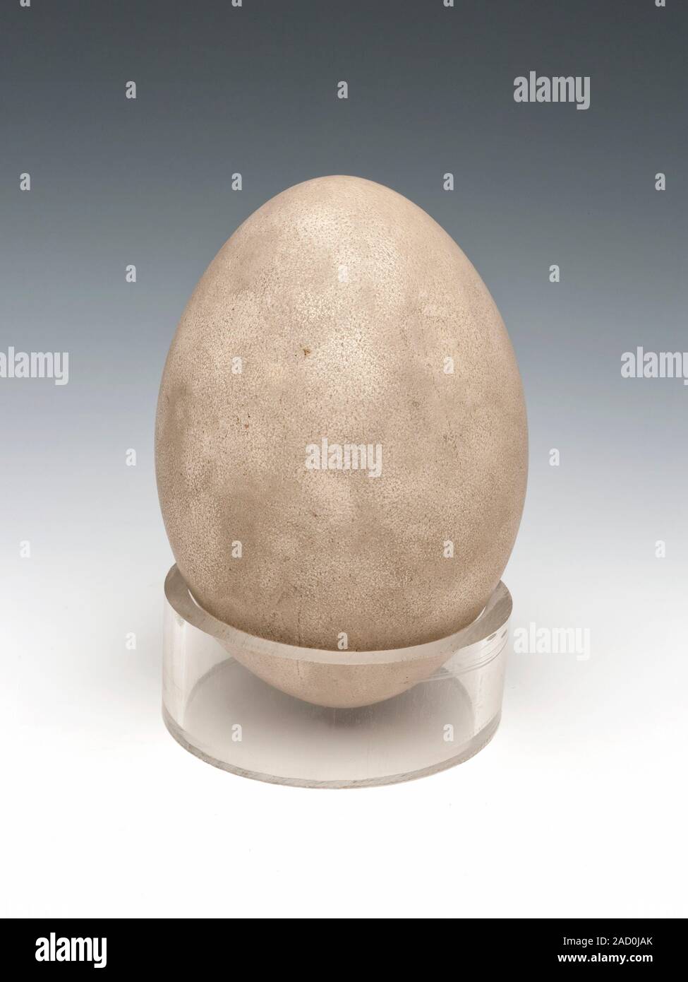 Rhea egg. Preserved egg of the rhea, a flightless bird native to South ...