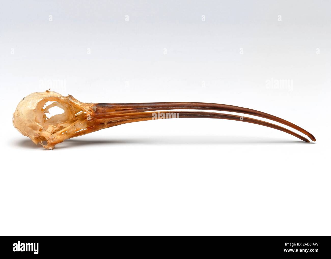 Ibis skull. Skull and mandible of an ibis (Threskiornis sp.). Ibises ...