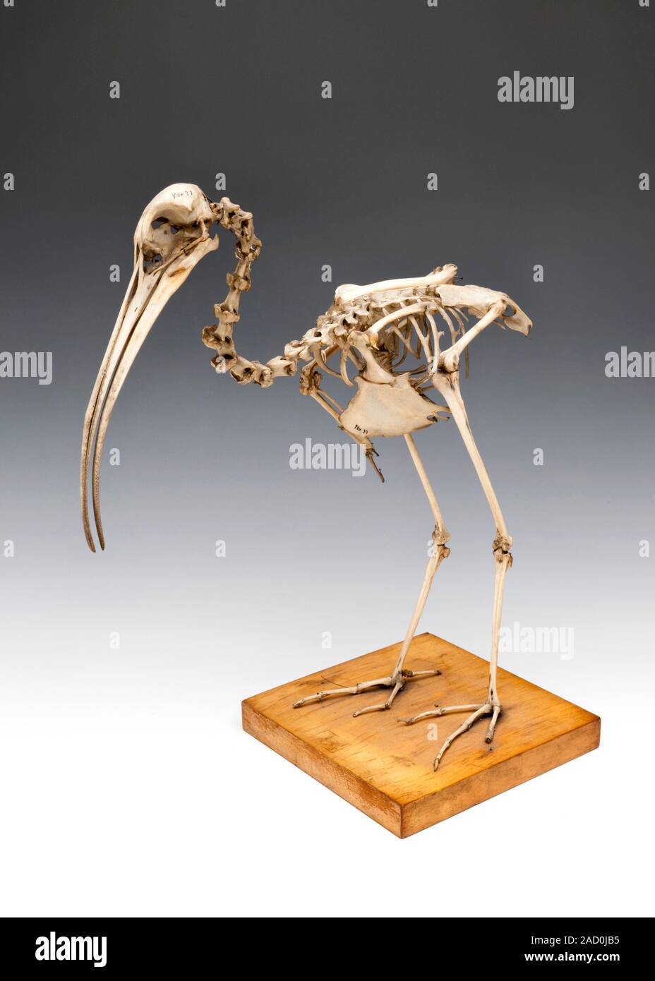 Ibis skeleton. Skeleton of an ibis (Threskiornis sp.). Ibises are ...