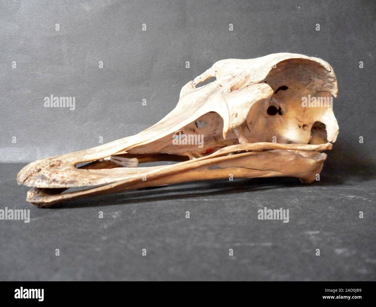 Ostrich skull. Skull of an ostrich (Struthio camelus). This bird is ...