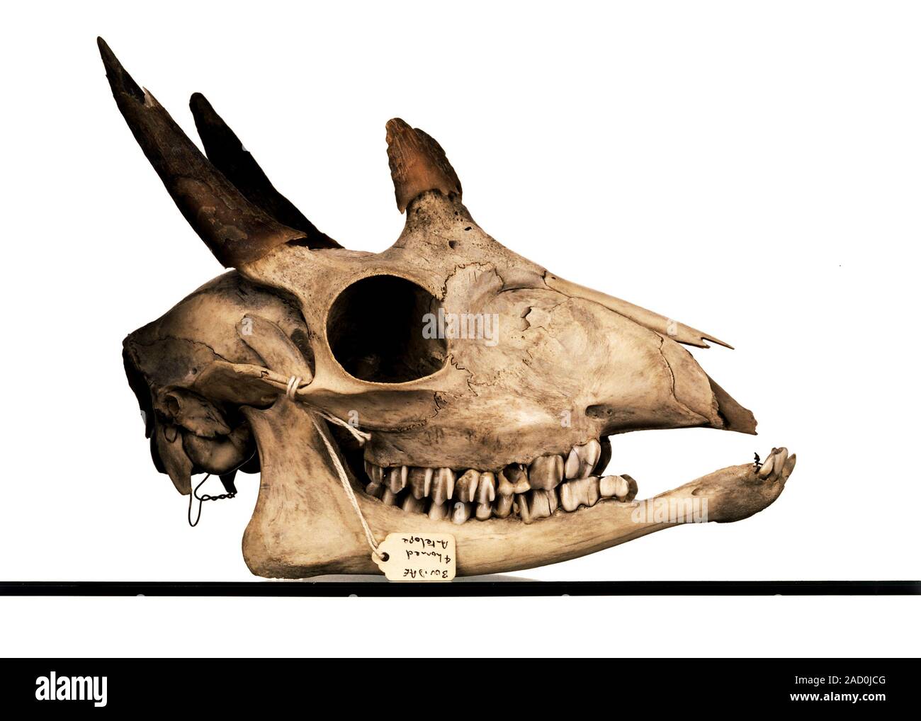 Four-horned antelope skull. Skull of a four-horned antelope (Tetracerus ...
