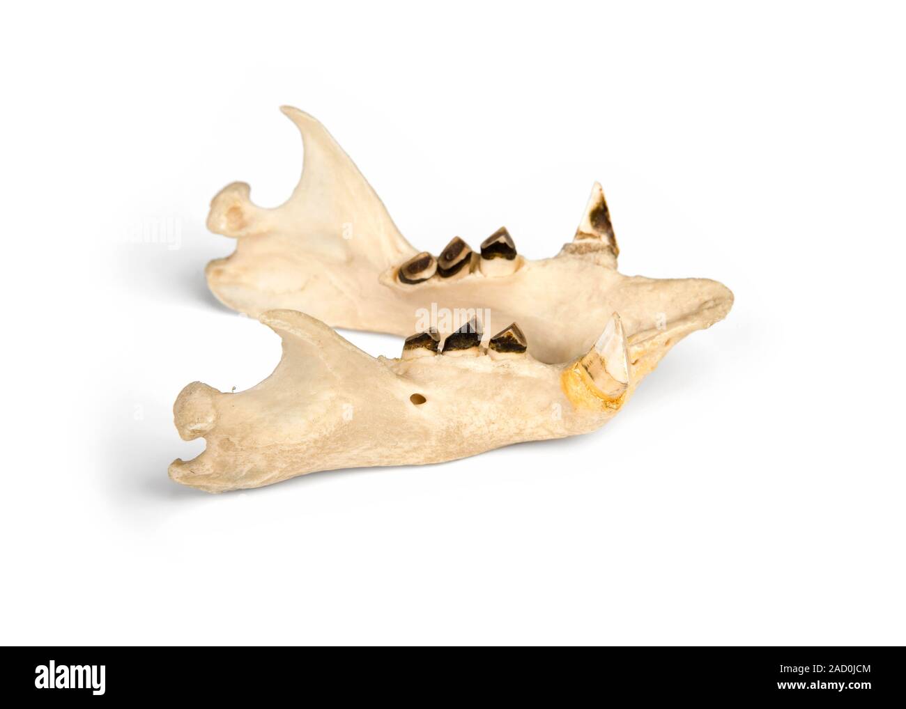 Sloth mandible. Mandible (lower jaw) and teeth of a Linnaeus's two-toed ...