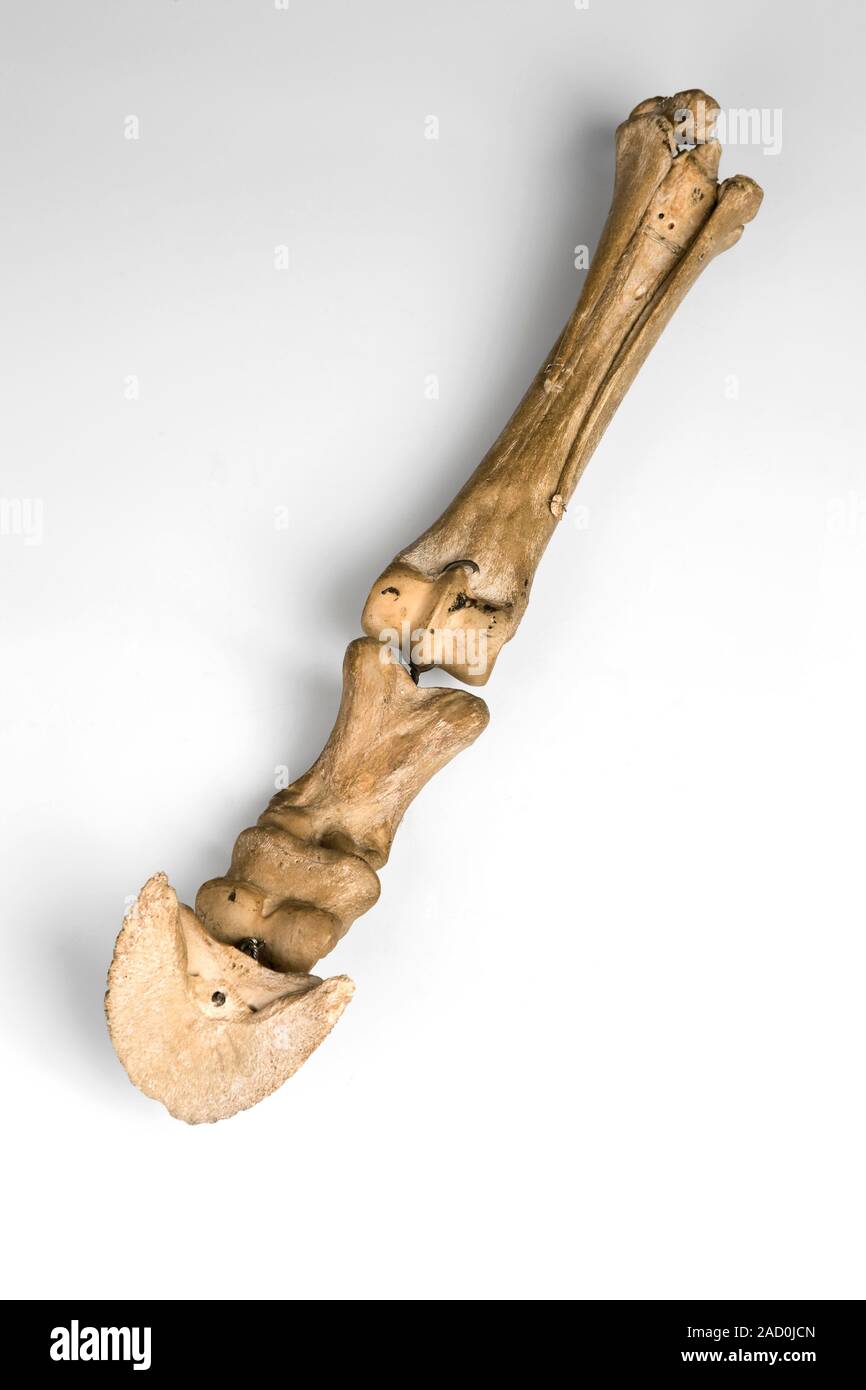 Horse hoof and leg bones. The bones of the hoof and lower hind leg of a ...