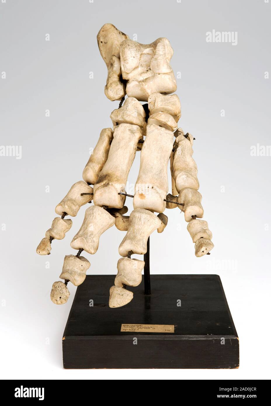 Hippopotamus foot bones. The bones of the right hindfoot of a ...