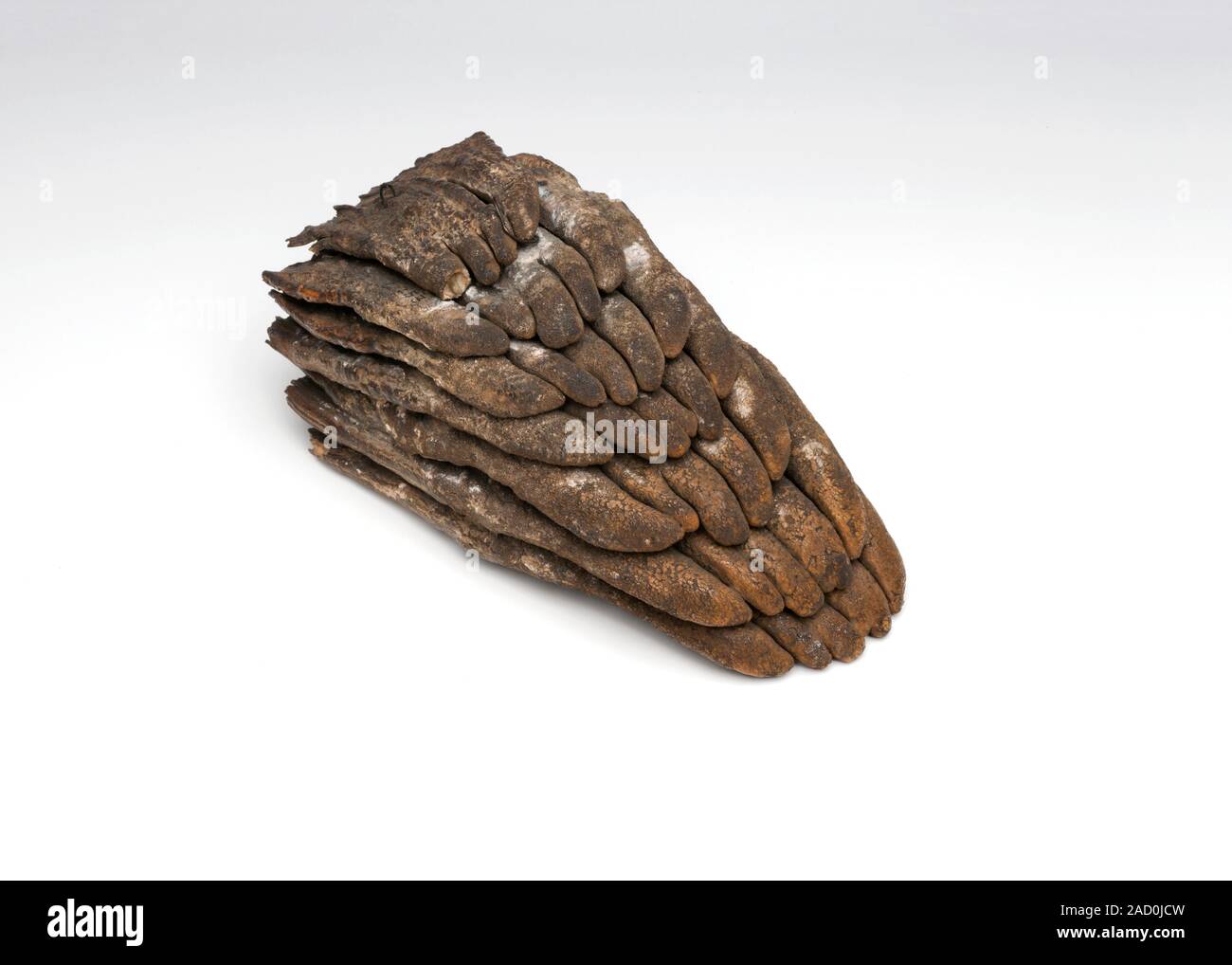Elephant tooth. Tooth of an Asian elephant (Elephas maximus Stock Photo ...