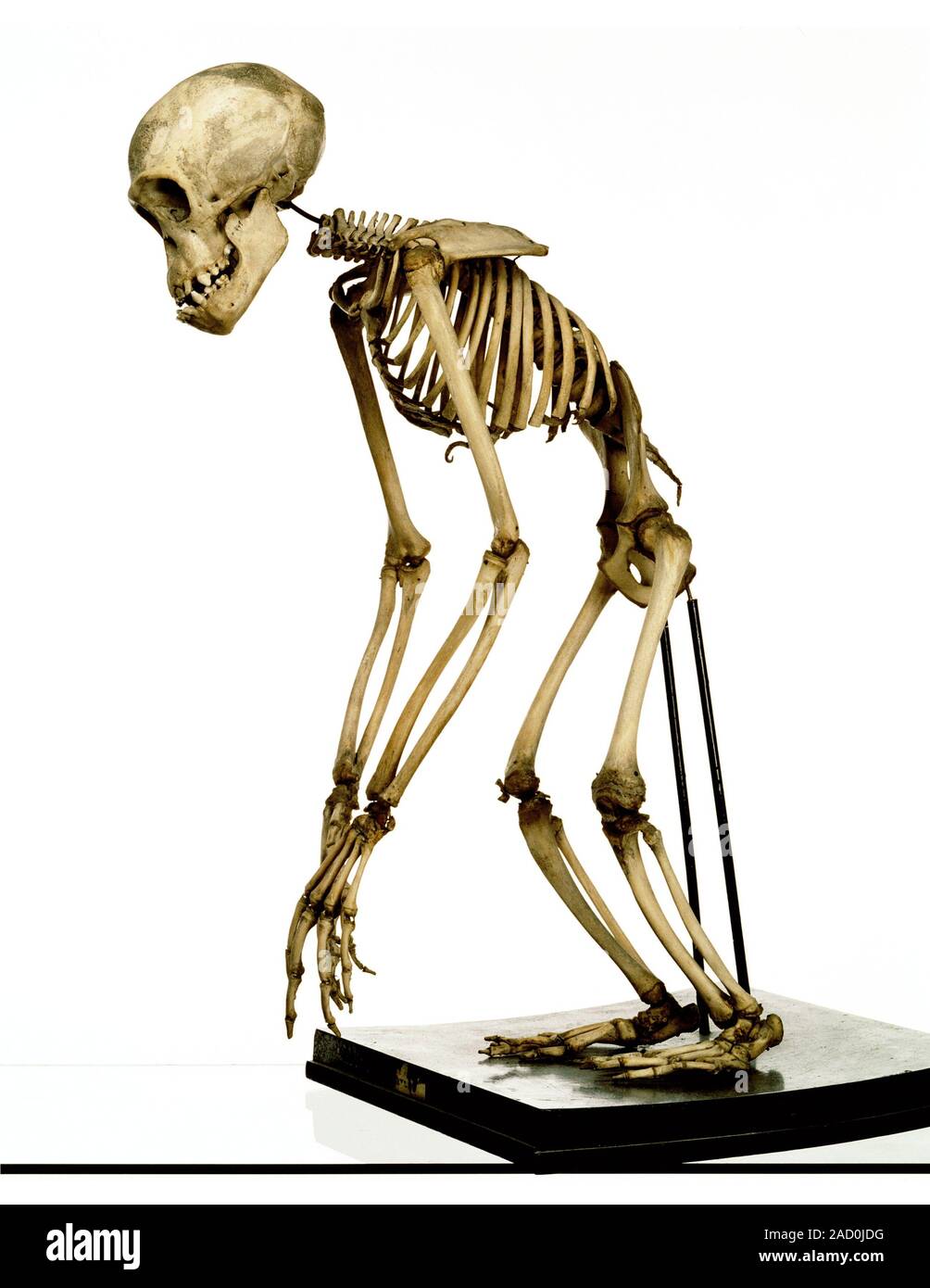 Chimpanzee skeleton. Mounted skeleton of a juvenile chimpanzee (Pan ...