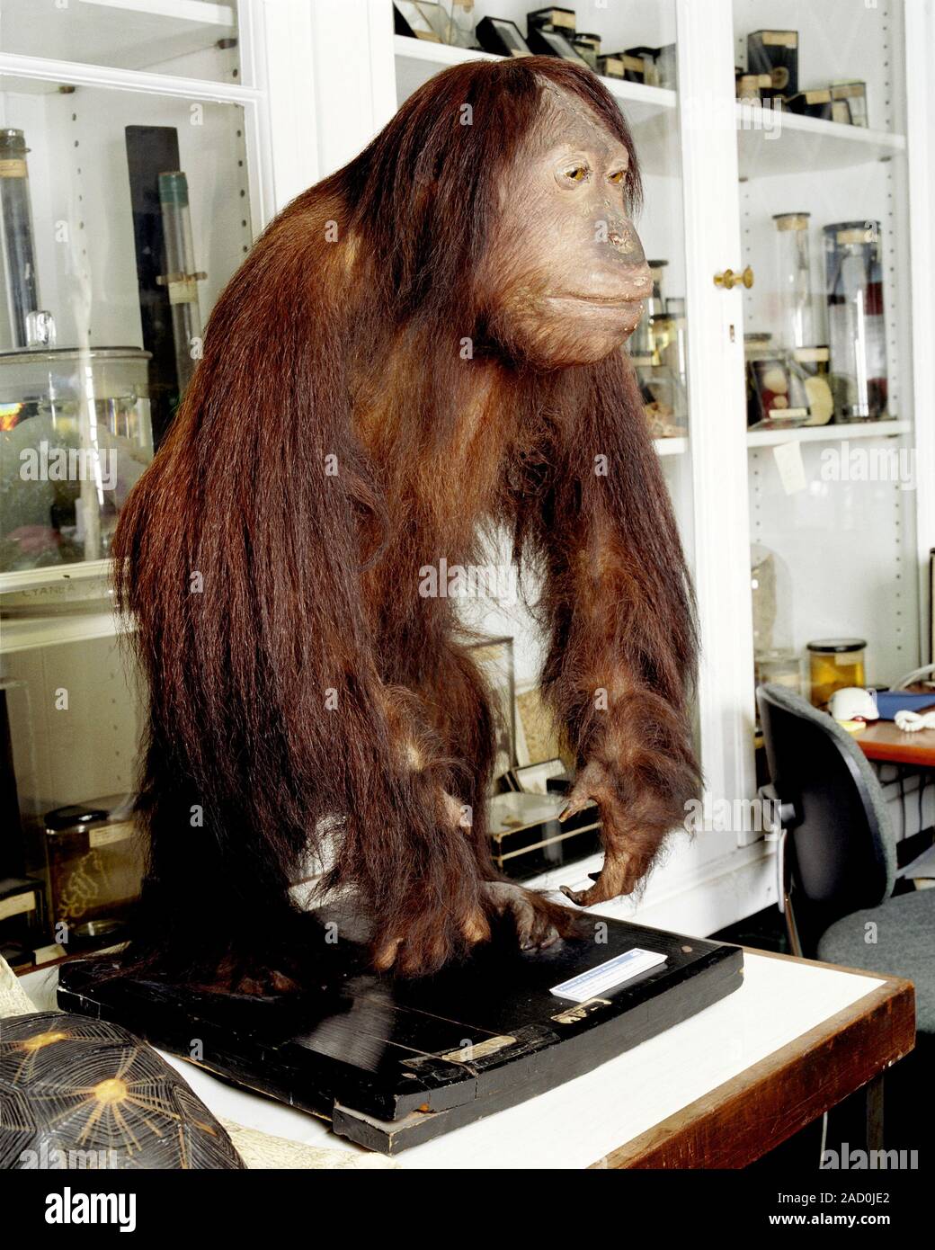 Orangutan. Taxidermy specimen of an Orangutan (Pongo pygmaeus) in a ...