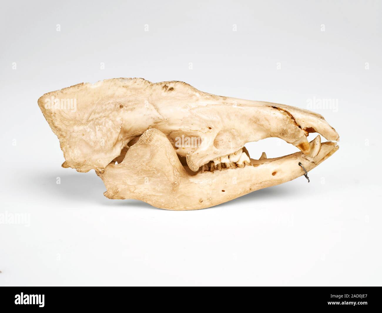 Tenrec skull. The skull of a tailless tenrec (Tenrec ecaudatus), also ...